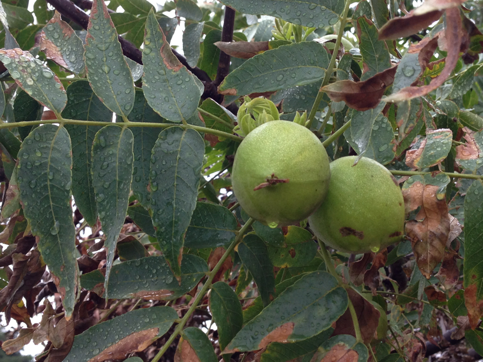 Northern california black walnut (Trees & Shrubs of the Sunol Region ...
