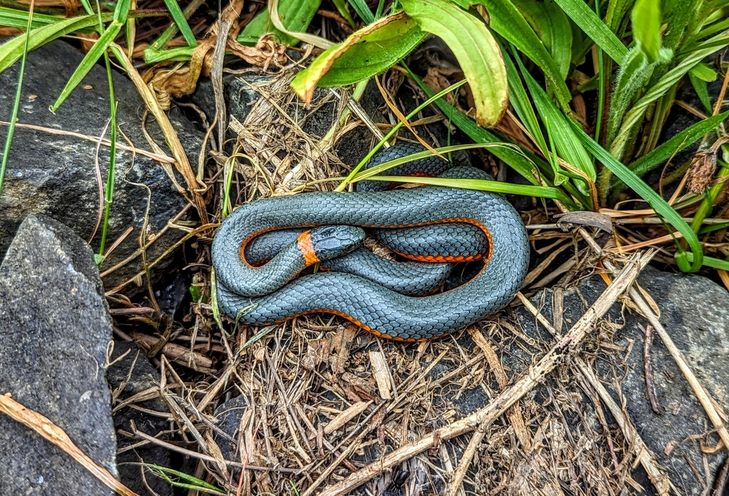 Northwestern Ringneck Snake from Corvallis, OR 97333, USA on May 25 ...