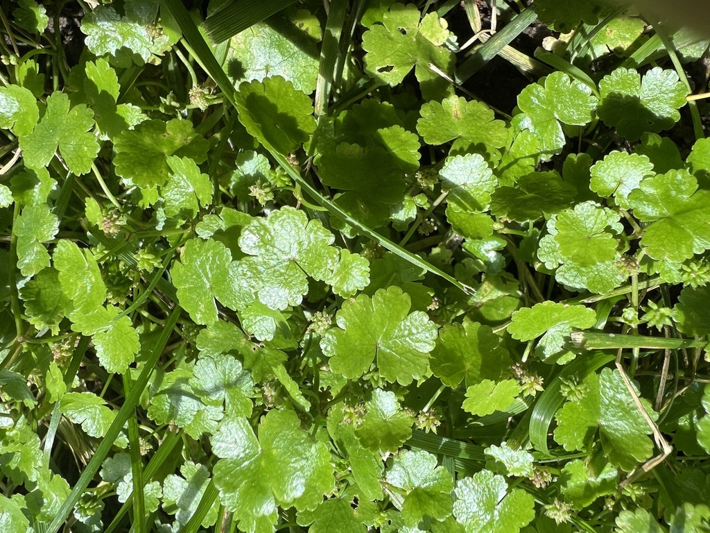 water pennyworts in May 2024 by Michael Pirrello · iNaturalist