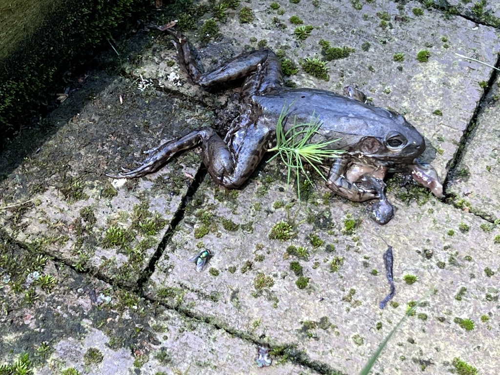 Green Frog in May 2024 by Michael Pirrello · iNaturalist