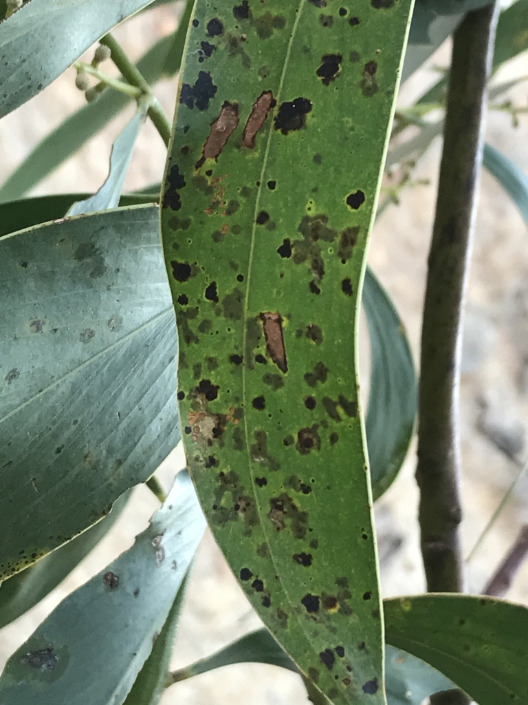 wattle gall rusts from Waite Conservation Reserve, Brown Hill Creek, SA ...