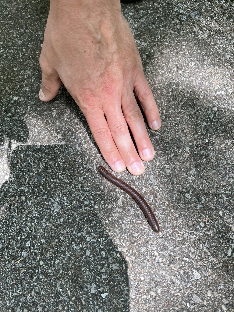 American Giant Millipede Complex from Ohio-Erie Trail, Loveland, OH, US ...