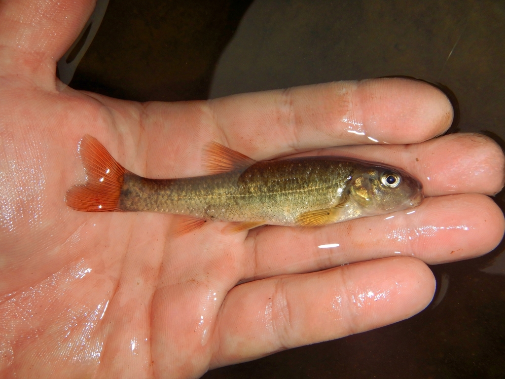 Tonguetied Minnow from Norwich Township, PA, USA on May 25, 2024 at 03: ...