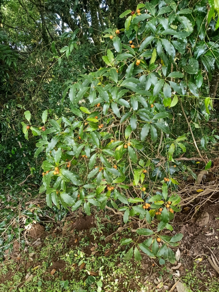 Australian Cheesewood from Mowbullan QLD 4405, Australia on May 26 ...