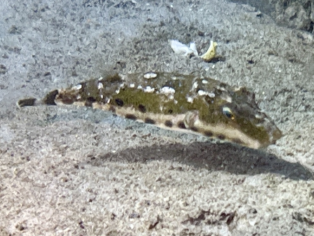 Bandtail Puffer (Sphoeroides spengleri) - Marine Life Identification