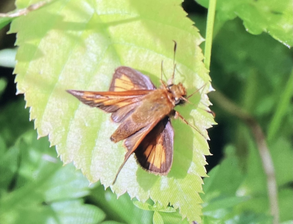 Hobomok Skipper from Catskill Park, Hensonville, NY, US on May 25, 2024 ...