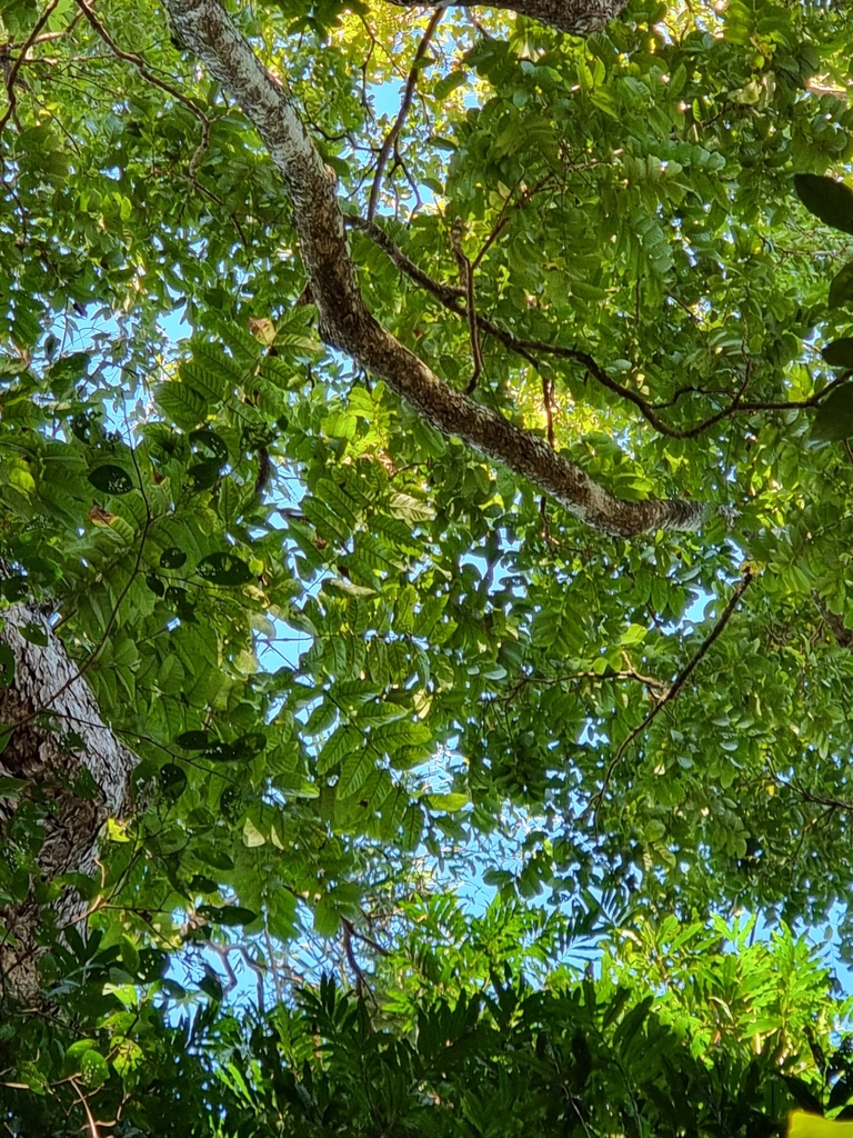 Australian Red Cedar from Maleny QLD 4552, Australia on May 26, 2024 at ...