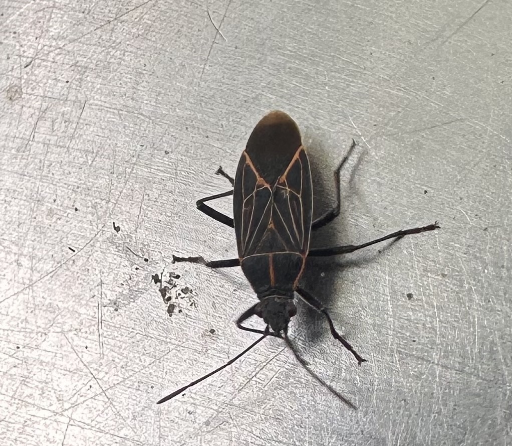 Western Boxelder Bug from Washington Park, Portland, OR, US on May 25 ...