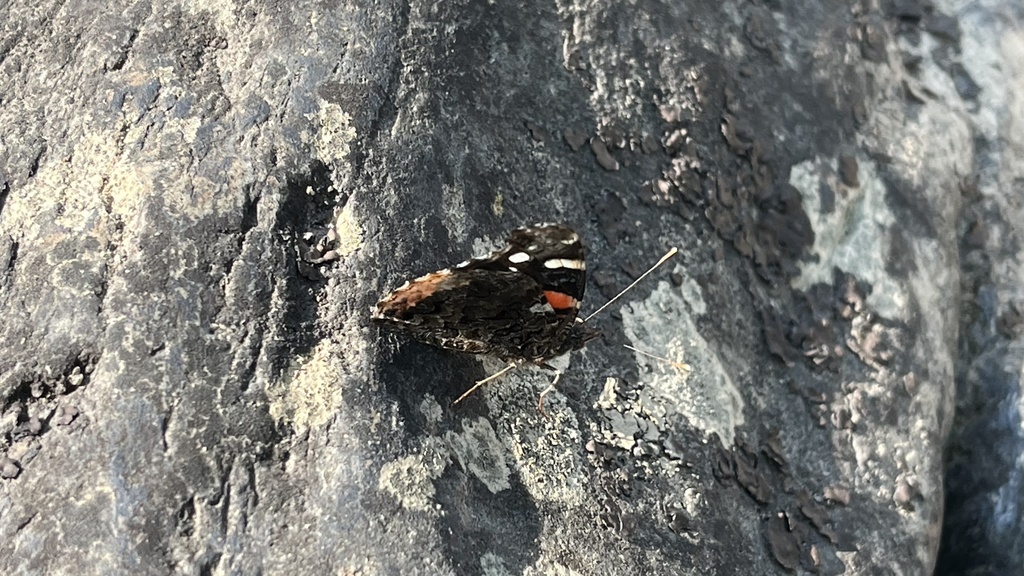 Red Admiral from Washington County, US-MD, US on May 25, 2024 at 10:04 ...