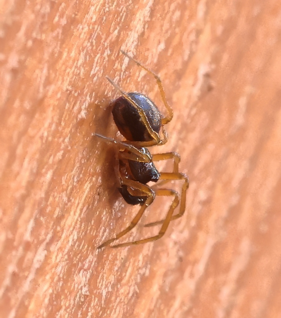 Black Dwarf Spiders from Orange County, CA, USA on May 25, 2024 at 01: ...