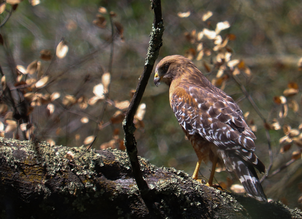 California Red-shouldered Hawk from Effie Yeaw Nature Center, 2850 San ...