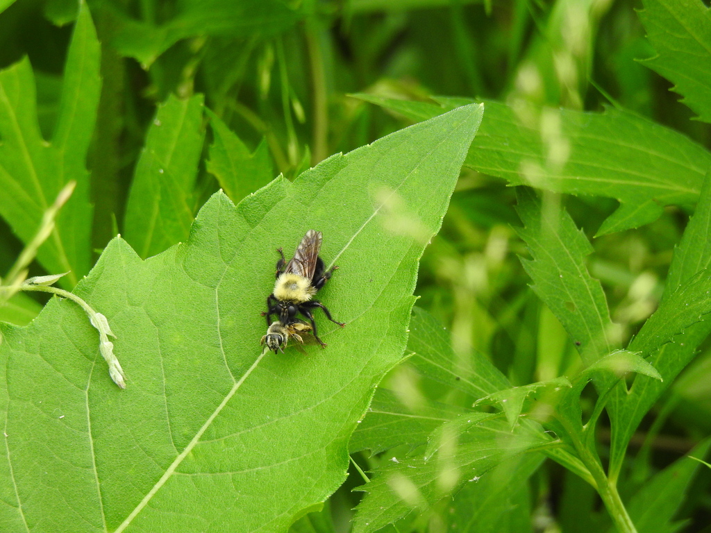 Eastern Yellow-backed Laphria from Franklin County, OH, USA on May 25 ...