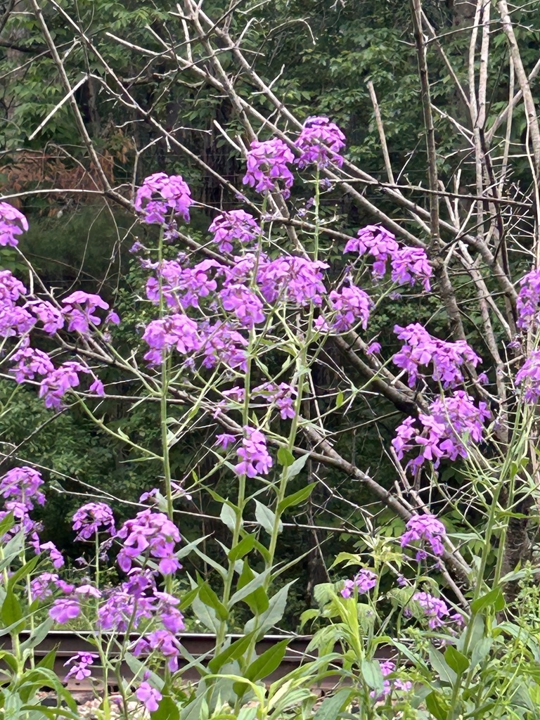 dame's rocket in May 2024 by jen101010 · iNaturalist