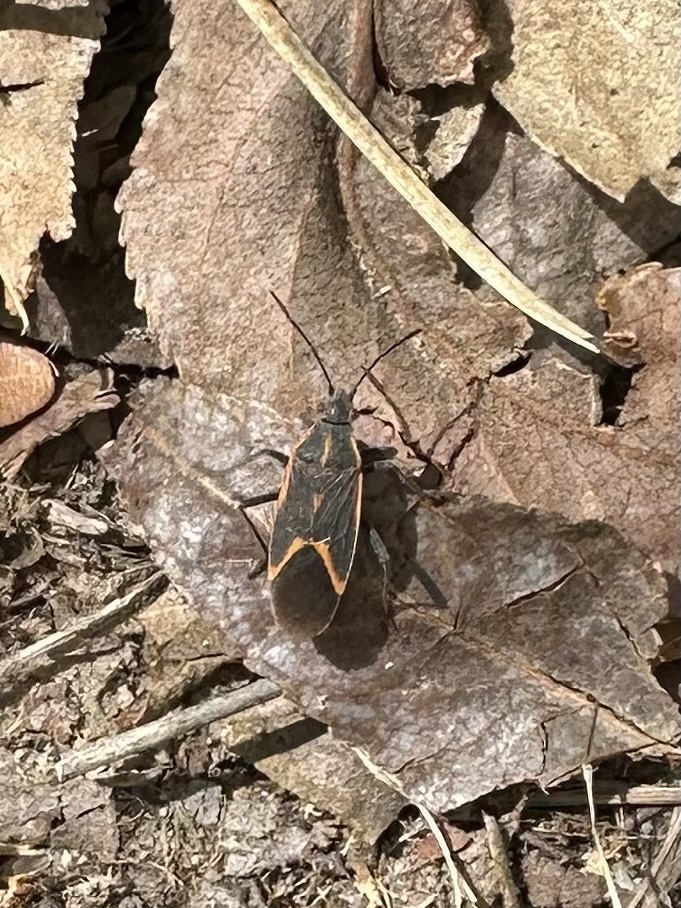 Eastern Boxelder Bug from Bandelier National Monument, Pena Blanca, NM ...