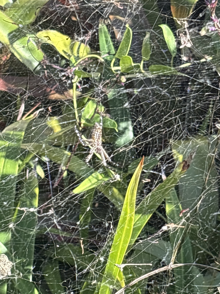 Dome Web Spider from Waterloo St, Frenchville, QLD, AU on May 26, 2024 ...