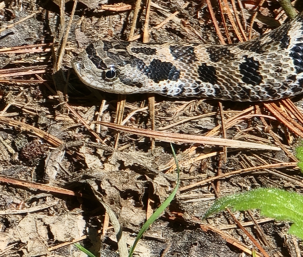 Eastern Hognose Snake from Wilton, NY, USA on May 25, 2024 at 10:54 AM ...