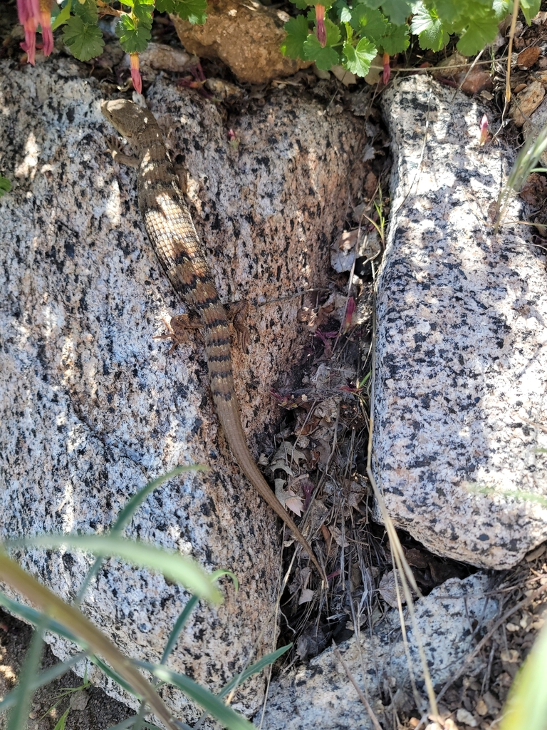 San Diego Alligator Lizard from Mountain Center, CA 92561, USA on May ...