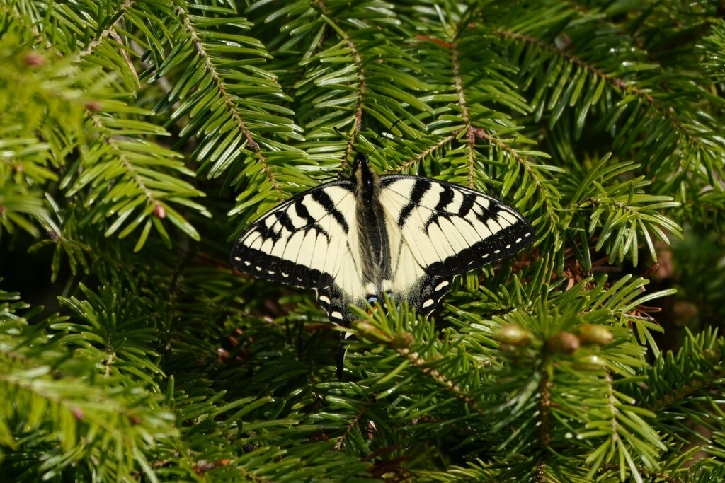 Canadian Tiger Swallowtail from Caraquet, NB, Canada on May 25, 2024 at ...
