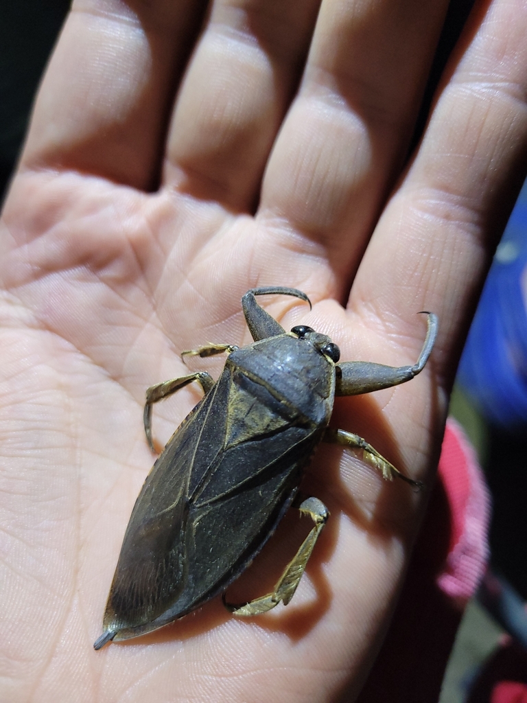 American Giant Water Bug from Maurice River, NJ, USA on May 24, 2024 at ...
