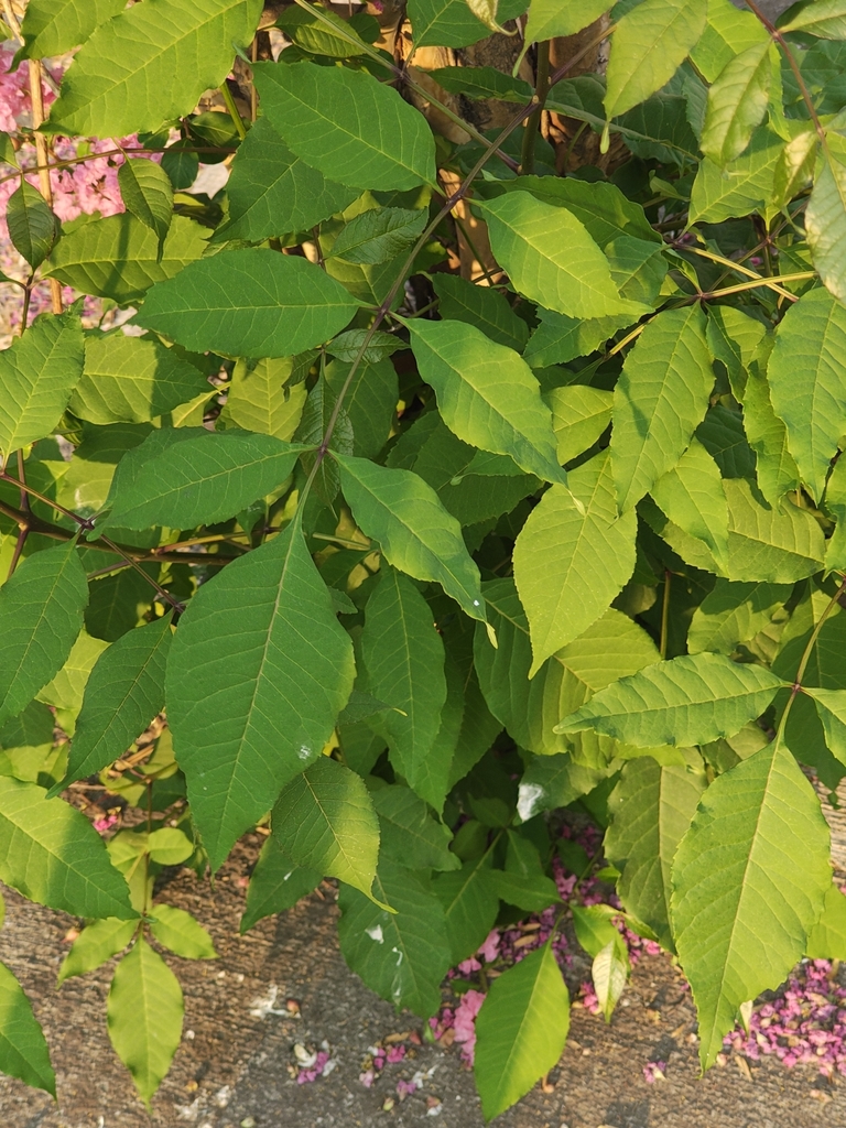 Shamel Ash from Residencial los Duraznos, Fraccionamiento Real San ...