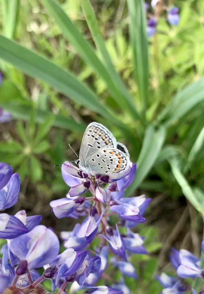 Karner Blue in May 2024 by mstell · iNaturalist