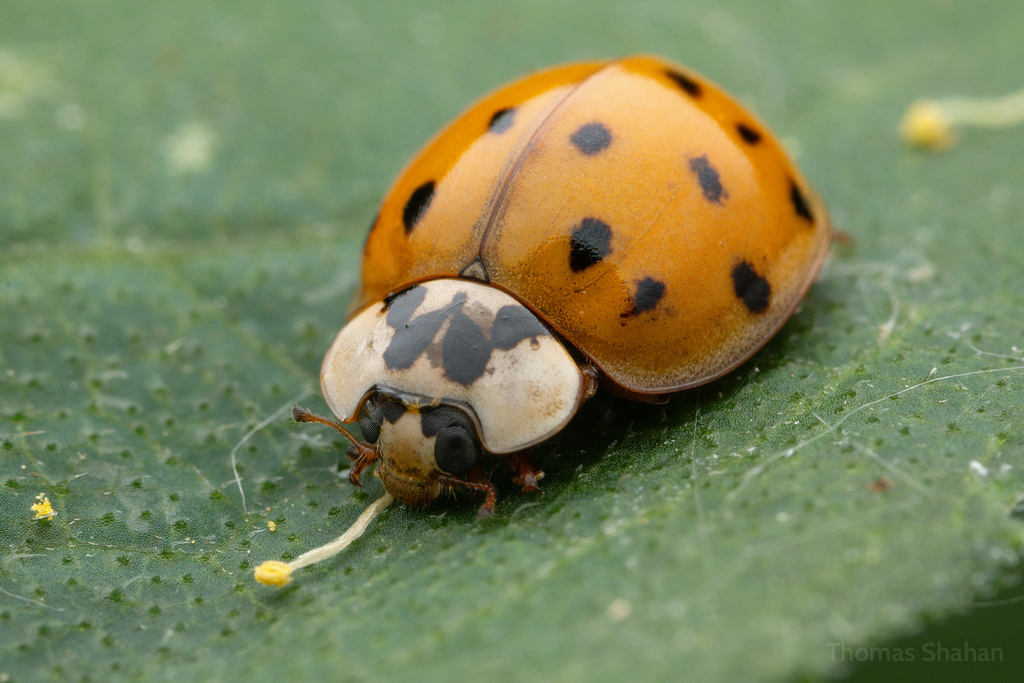 Asian Lady Beetle in May 2024 by Thomas Shahan · iNaturalist