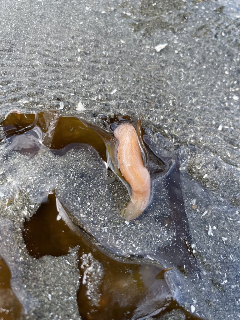 Spoon Worms from Vashon Island, Vashon, WA, US on May 25, 2024 at 11:24 ...