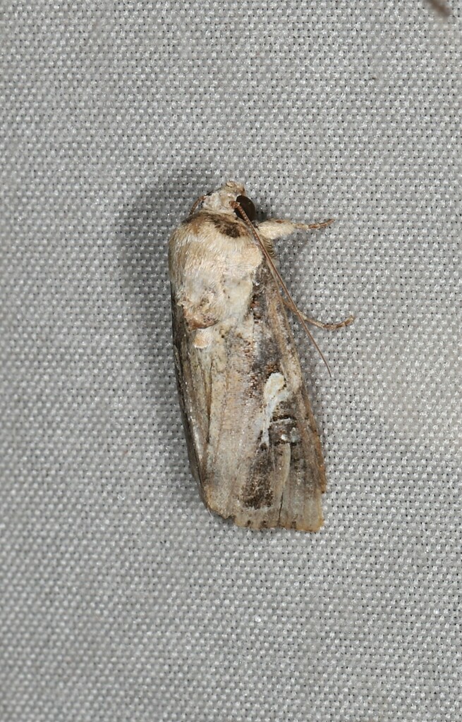 Fall Armyworm Moth from Mission River QLD 4874, Australia on March 21 ...