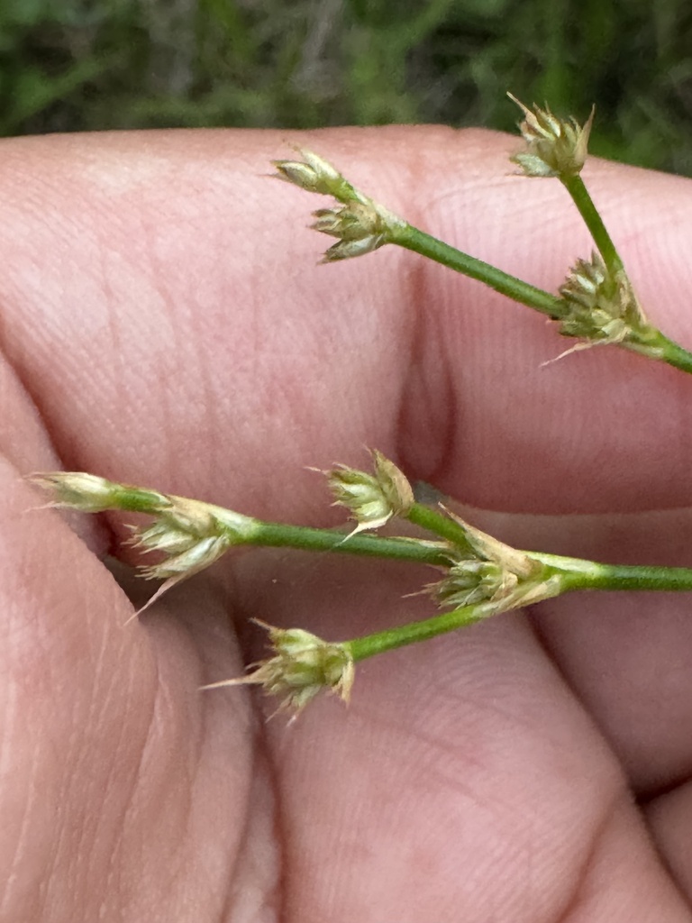 Slender Path Rush from Haines City, FL, US on May 25, 2024 at 08:15 PM ...