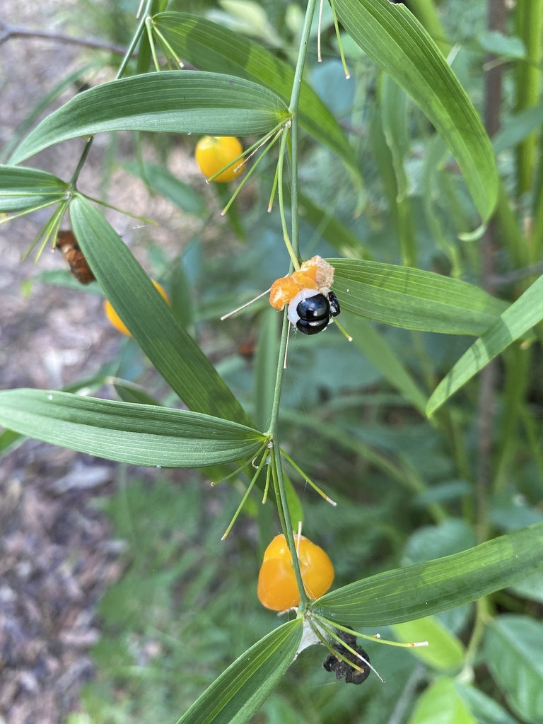 Wombat Berry from Ben Bennett Bushland Park, Caloundra, QLD, AU on May ...