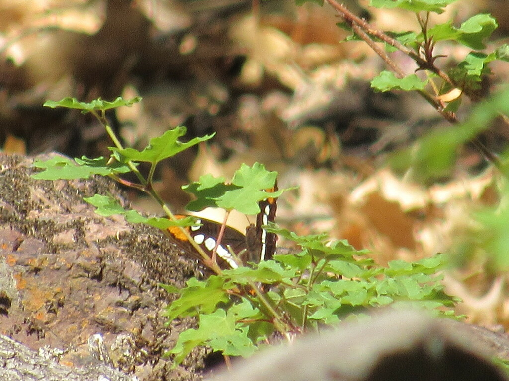 Arizona Sister from Brewster County, TX, USA on May 20, 2024 at 10:12 ...