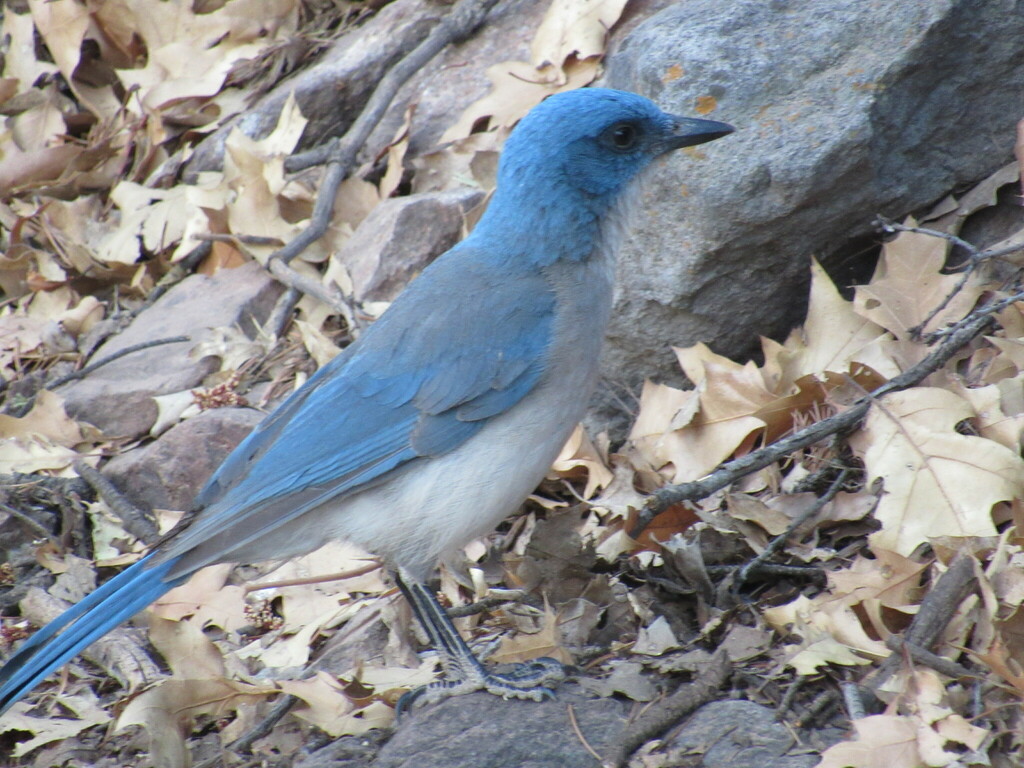 Mexican Jay (Couch's) from Brewster County, TX, USA on May 20, 2024 at ...