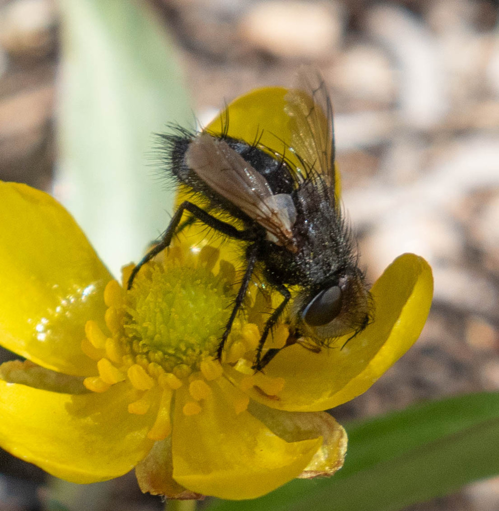 Bristle Flies from White Pine County, NV, USA on May 15, 2024 at 10:40 ...