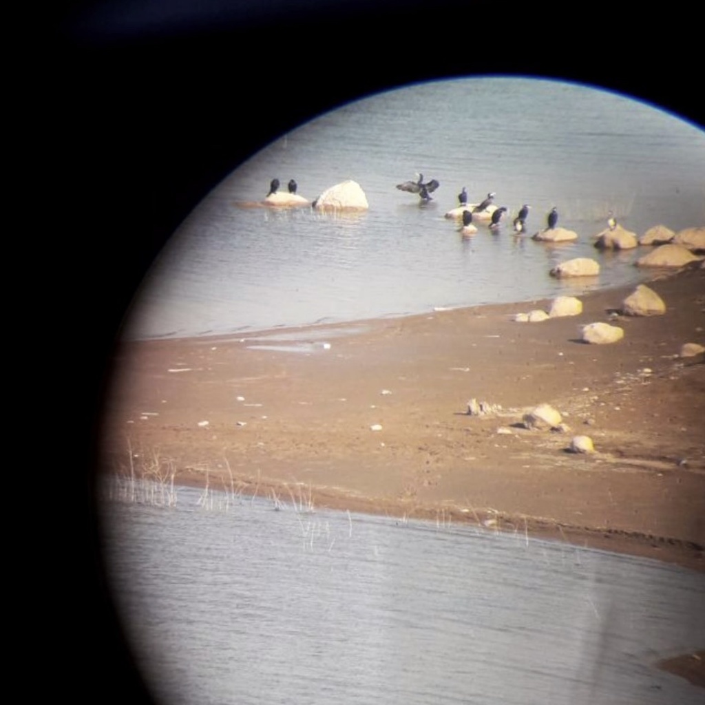 Great Cormorant from Taleghan Dam Lake, Tehran, IR on November 10, 2019 ...