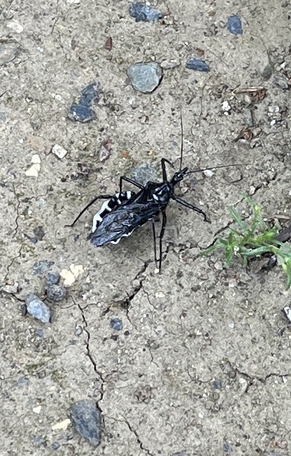 Japanese Assassin Bug from 田柄2丁目, 練馬区, 東京都, JP on May 26, 2024 at 09:58 ...