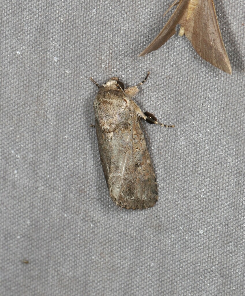 Fall Armyworm Moth from Mission River QLD 4874, Australia on March 29 ...