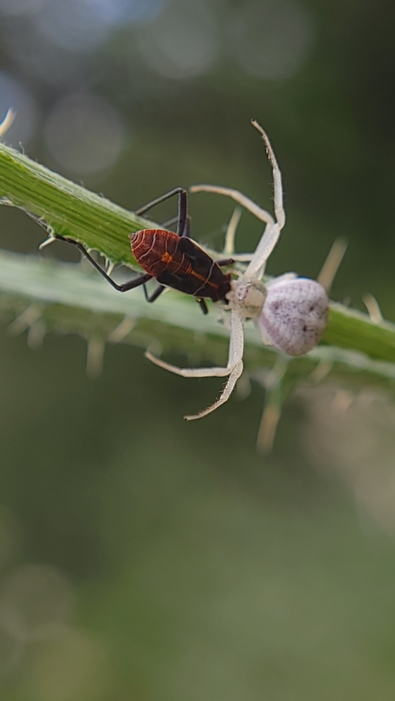 Western Boxelder Bug from Quicksilver, San Jose, CA, USA on May 25 ...