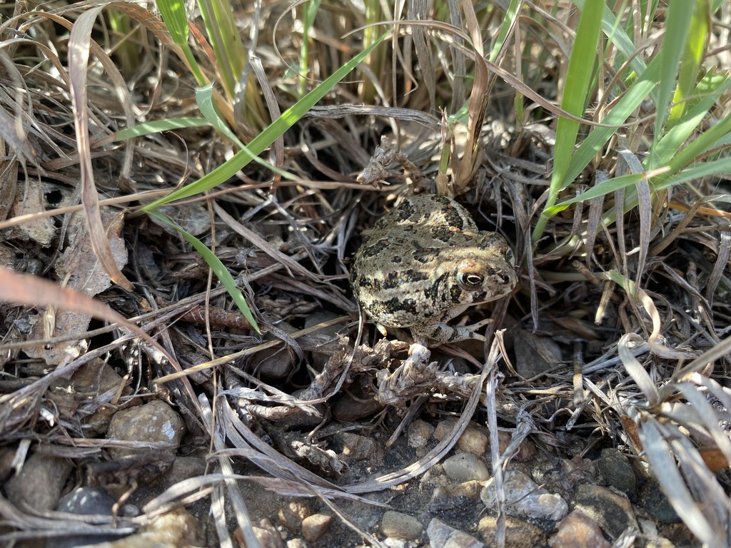 Great Plains Toad from Kiowa County, OK, USA on August 20, 2021 at 09: ...