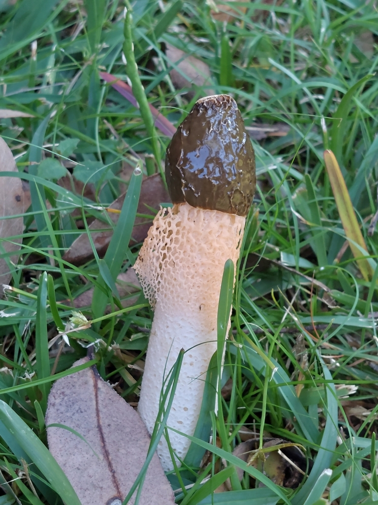 Phallus multicolor in May 2024 by superbum2 · iNaturalist