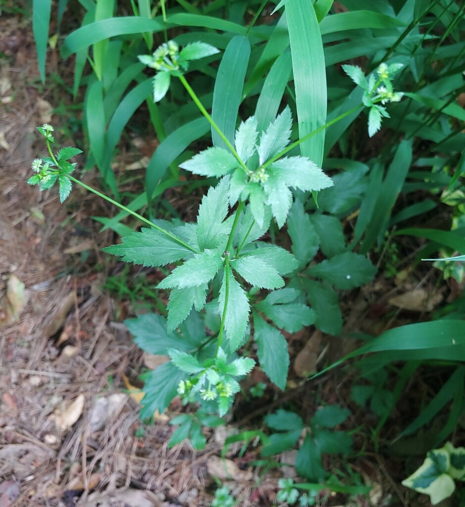 Black Snakeroot from Mountain Park, GA, USA on May 25, 2024 at 10:27 AM ...