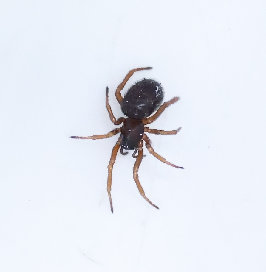 Two-spotted Cobweb Spider from Toledo, OH, USA on May 25, 2024 at 09:11 ...