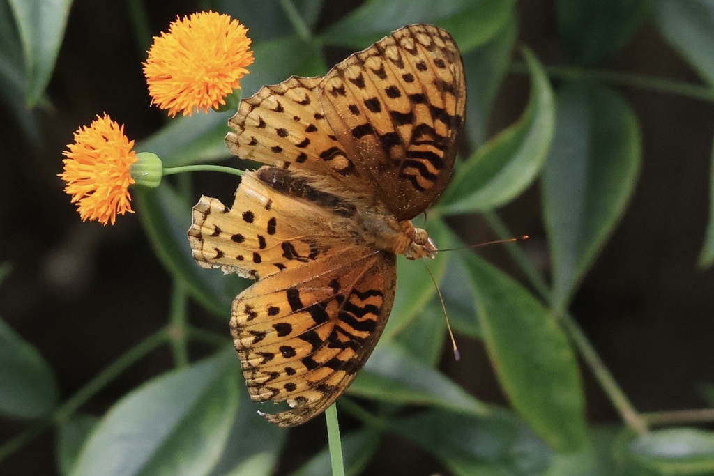 Aphrodite Fritillary from Bartram's Garden, Philadelphia, PA, US on ...