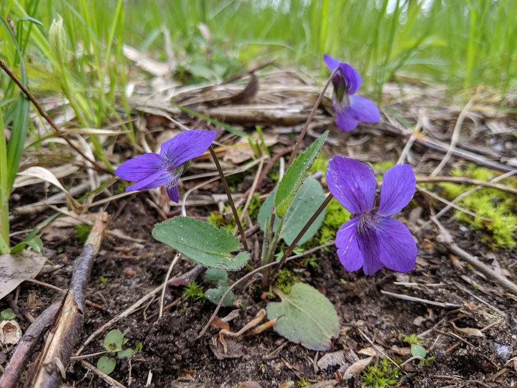 Downy Blue Violet ( Dicot Forbs of Appalachia 2) · iNaturalist