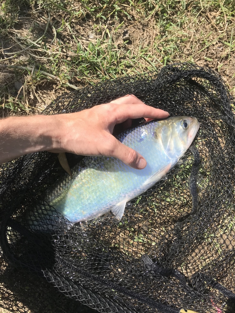 American shad from Sacramento River, Sacramento, CA, US on May 11, 2019 ...