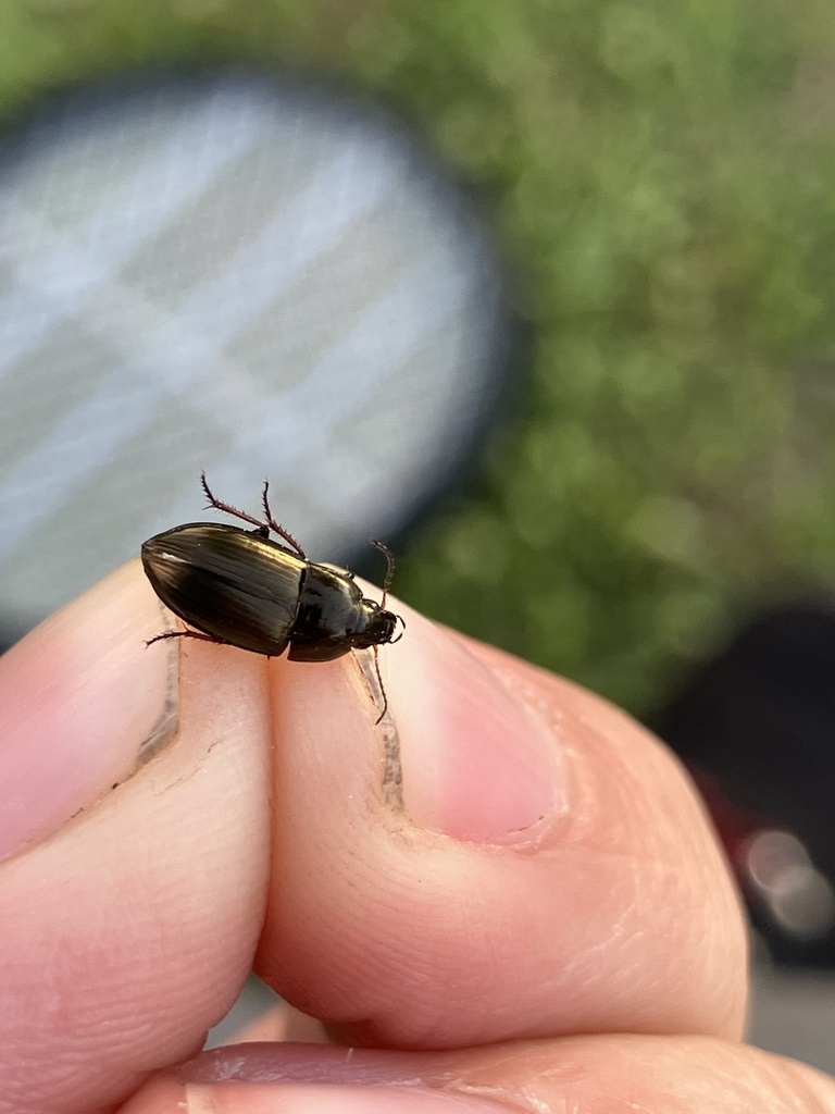 Common Sun Beetle from CR-89, Deer River, MN, US on May 25, 2024 at 07: ...