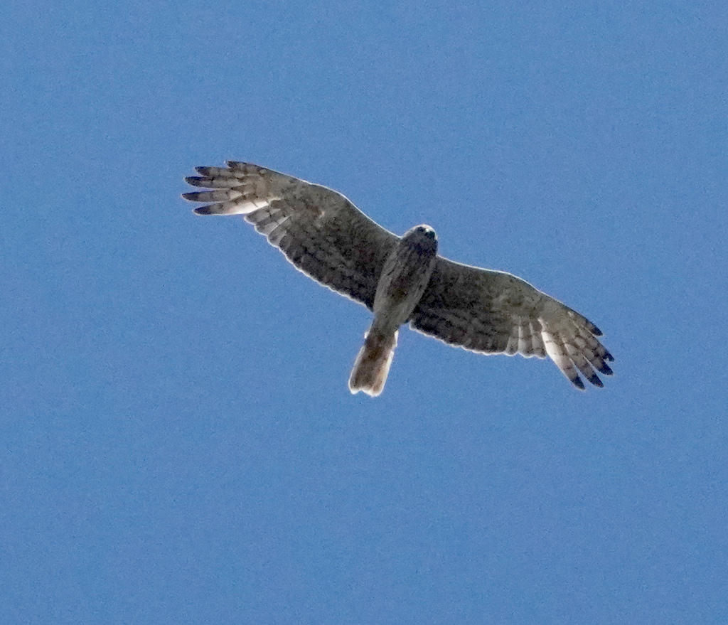 Swamp Harrier from Hapuku 7371, New Zealand on February 18, 2024 at 03: ...