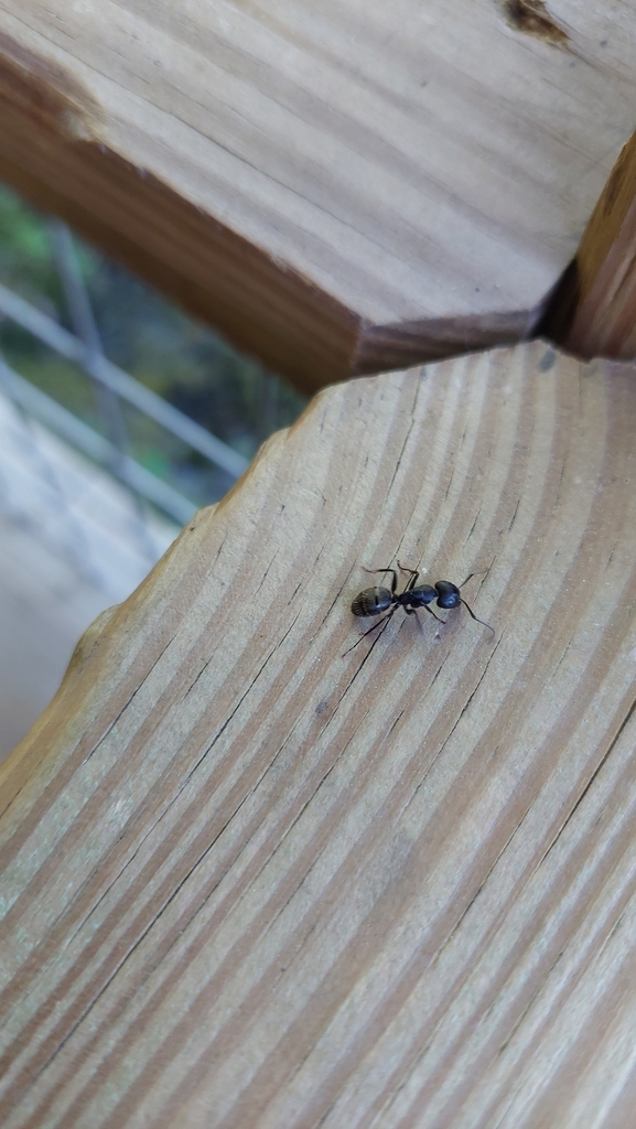 Eastern Black Carpenter Ant from Erie, PA 16506, USA on May 24, 2024 at ...