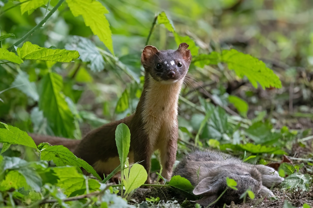 Long-tailed Weasel from Washington County, OR, USA on May 25, 2024 at ...