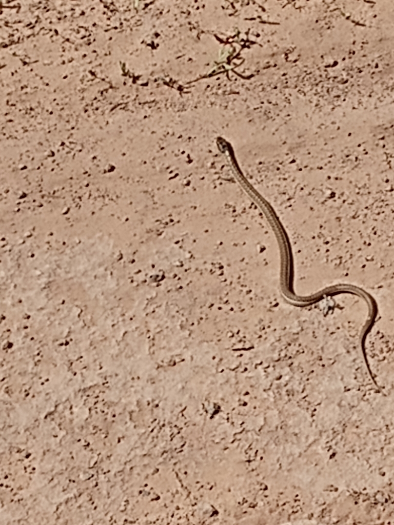 Western Terrestrial Garter Snake from Apache County, US-AZ, US on May ...