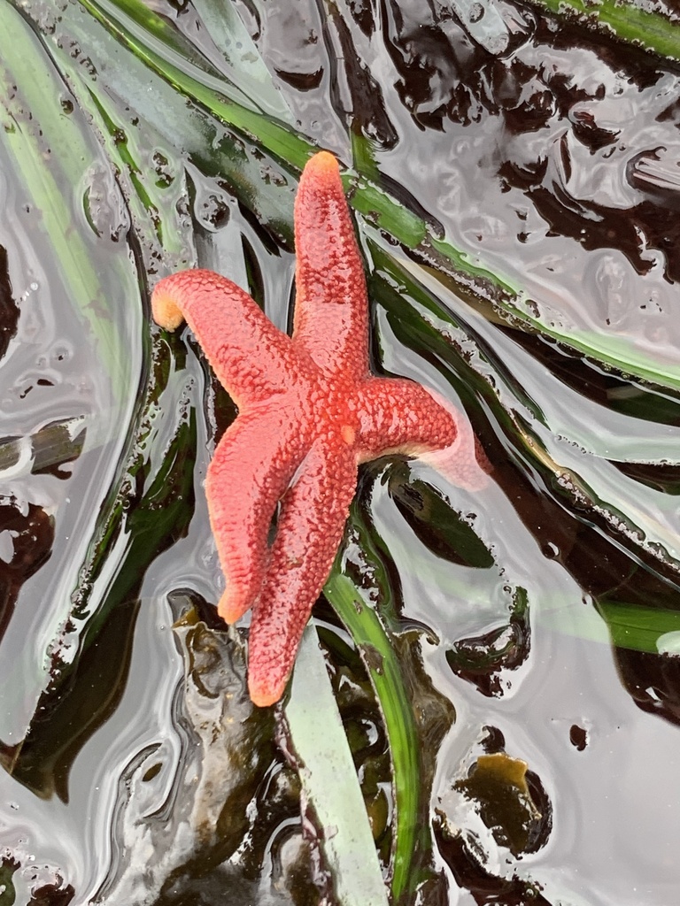 Blood Stars from Strait of Juan de Fuca, WA, US on May 25, 2024 at 11: ...